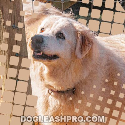 Great Pyrenees Golden Retriever Mix: Complete Guide - Dog Leash Pro