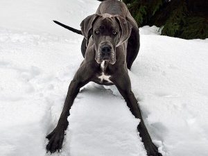 Chihuahua Great Dane Mix: Chi Dane Dane Complete Guide - Dog Leash Pro