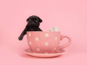 Teacup Pug: Complete Guide - Dog Leash Pro