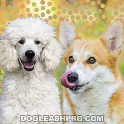 Corgi Poodle Mix: Complete Guide - Dog Leash Pro