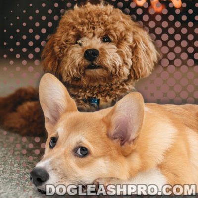 Corgipoo: Complete Guide - Dog Leash Pro