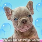 Isabella French Bulldog: Isabella Frenchie Complete Guide - Dog Leash Pro