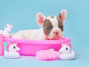 Isabella French Bulldog: Isabella Frenchie Complete Guide - Dog Leash Pro