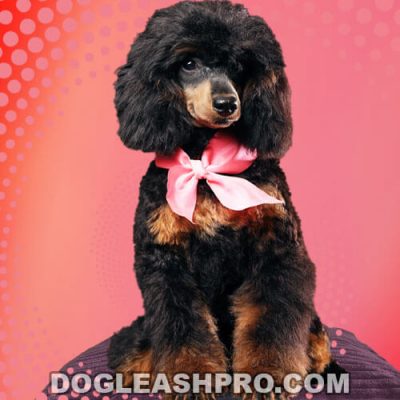 Phantom Poodle: Complete Guide - Dog Leash Pro