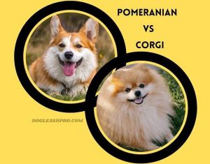 Corgi Pomeranian Mix: Complete Guide - Dog Leash Pro