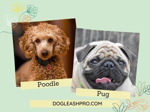 Pugapoo: Complete Guide - Dog Leash Pro