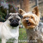 Pug Yorkie Mix: Pugshire Complete Guide - Dog Leash Pro