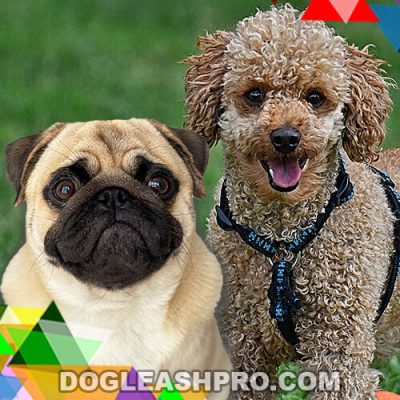 Pugapoo: Complete Guide - Dog Leash Pro