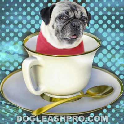 Pug Lab Mix: Complete Guide - Dog Leash Pro