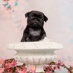 Teacup Pug: Complete Guide - Dog Leash Pro