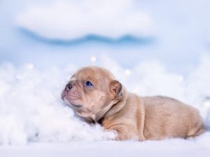 Isabella French Bulldog: Isabella Frenchie Complete Guide - Dog Leash Pro