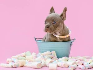 Isabella French Bulldog: Isabella Frenchie Complete Guide - Dog Leash Pro