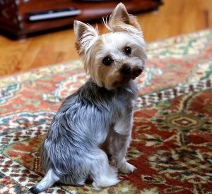 Pug Yorkie Mix: Pugshire Complete Guide - Dog Leash Pro