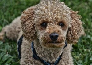 Corgi Poodle Mix: Complete Guide - Dog Leash Pro