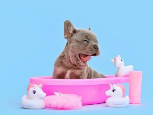 Isabella French Bulldog: Isabella Frenchie Complete Guide - Dog Leash Pro