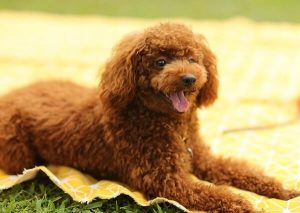 Pug Poodle Mix: Complete Guide - Dog Leash Pro