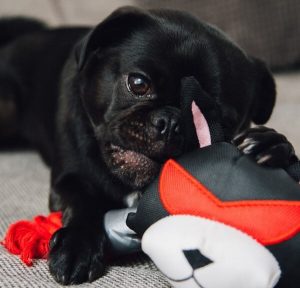 Pug Lab Mix: Complete Guide - Dog Leash Pro