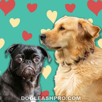 Golden Retriever Pug Mix: Complete Guide - Dog Leash Pro