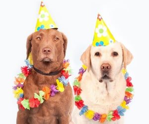 Pug Lab Mix: Complete Guide - Dog Leash Pro