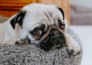 Pug Lab Mix: Complete Guide - Dog Leash Pro