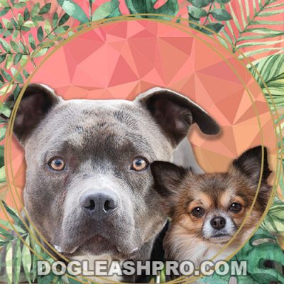 Pitbull Chihuahua Mix: Chipit Complete Guide - Dog Leash Pro