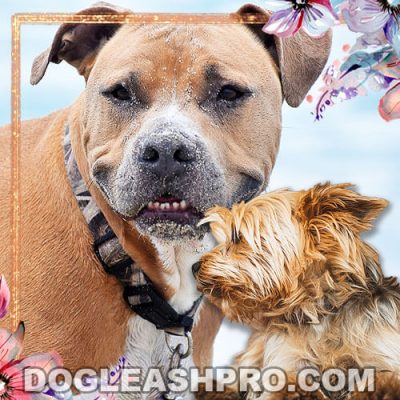 Yorkie Pitbull Mix: Complete Guide - Dog Leash Pro