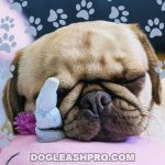 Pug Lab Mix: Complete Guide - Dog Leash Pro