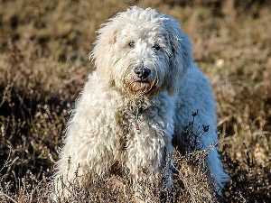 White Goldendoodle: Complete Guide - Dog Leash Pro