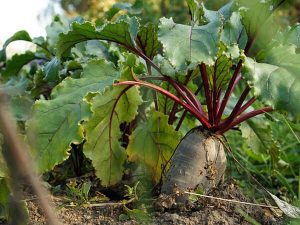 Can Dogs Eat Beets? - Dog Leash Pro