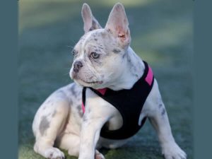 Lilac Merle French Bulldog: Complete Guide - Dog Leash Pro